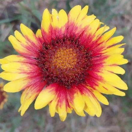 @Willb1891 on COTREX