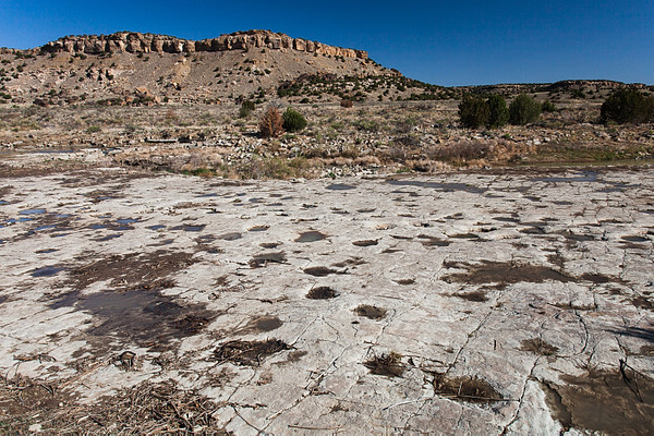 Picket Wire Canyon Dinosaur Tracksite · Featured Route | COTREX