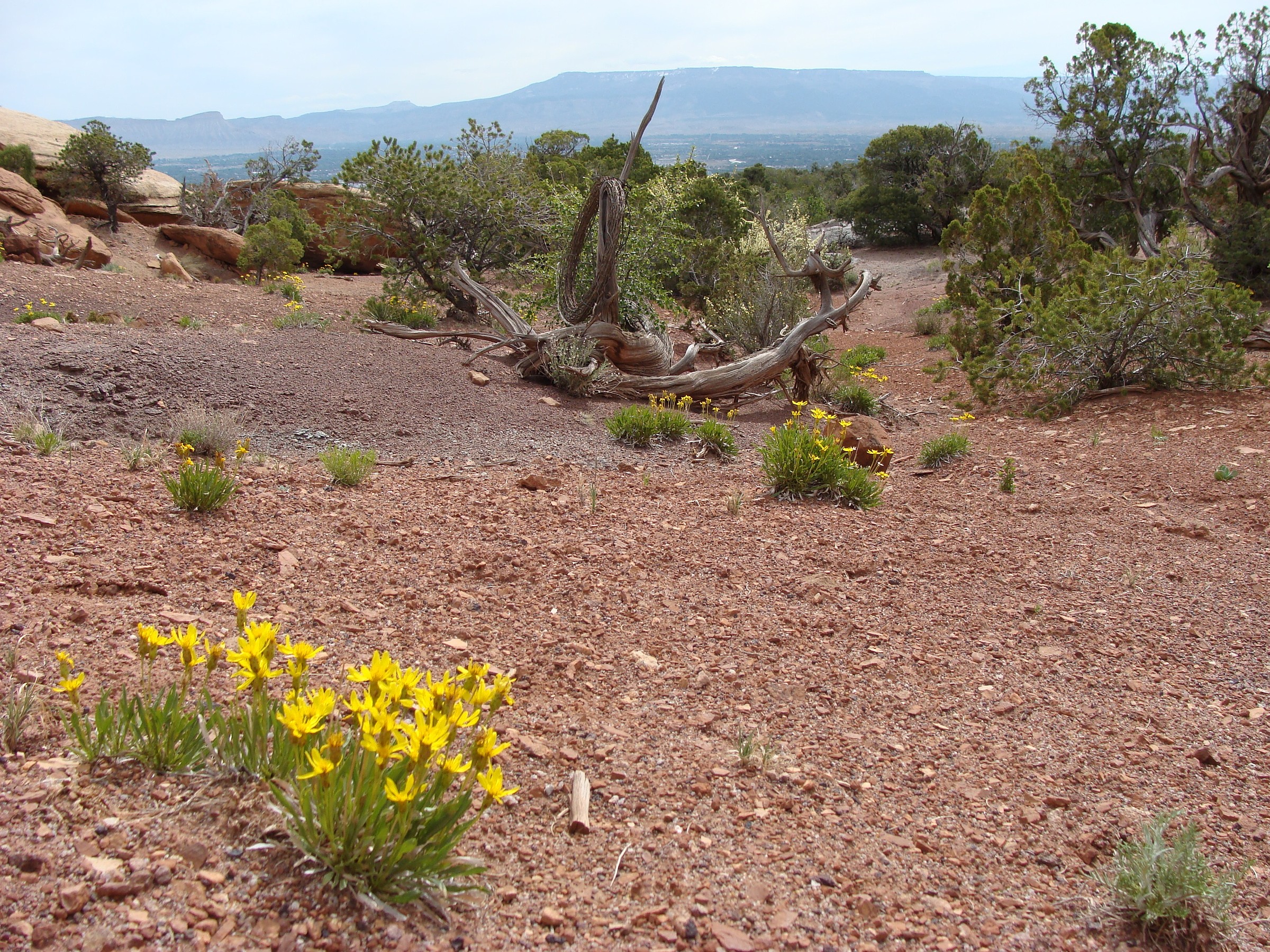 Corkscrew Trail Loop · Featured Route | COTREX