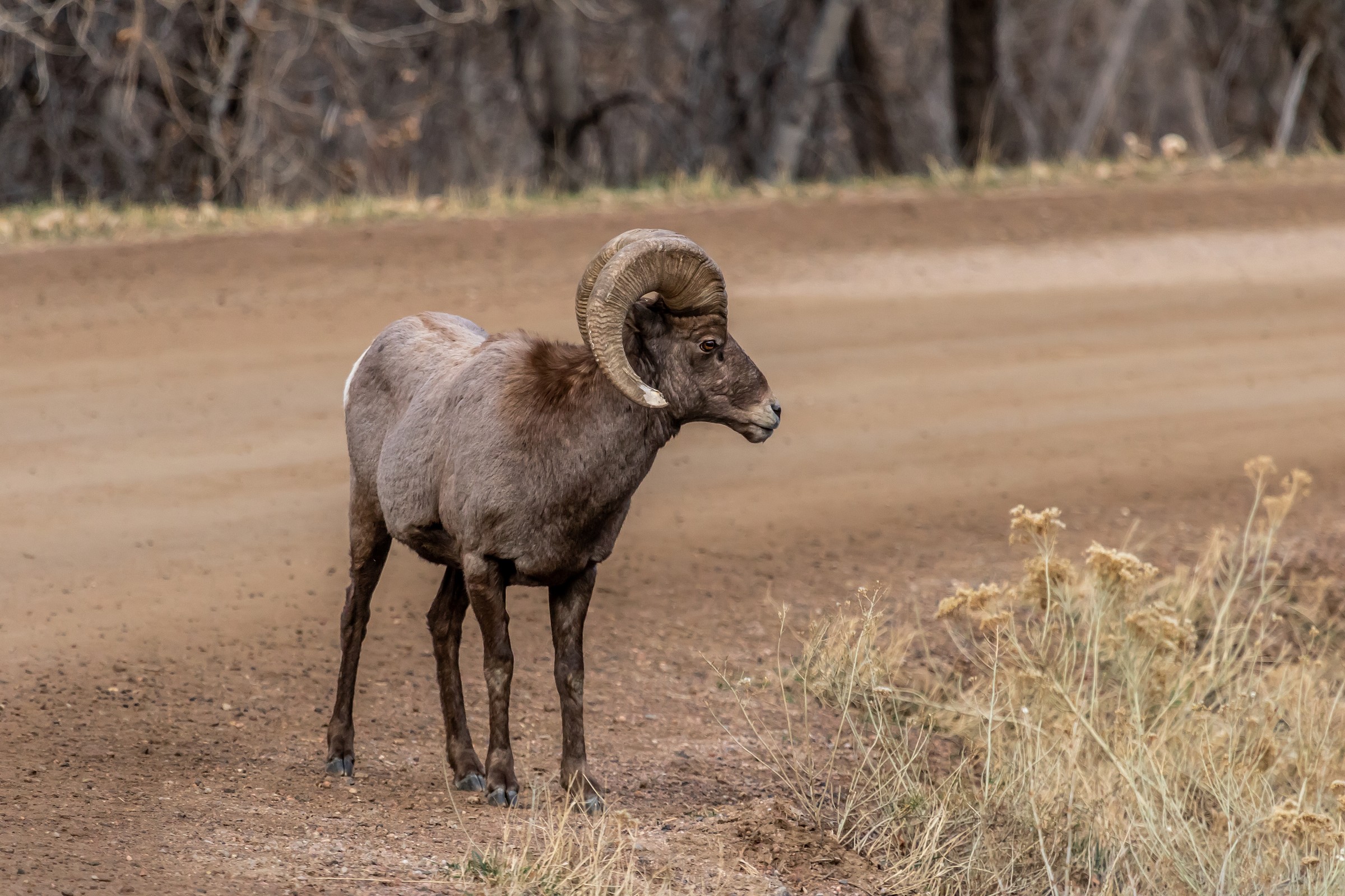 Waterton Canyon · Featured Route | COTREX
