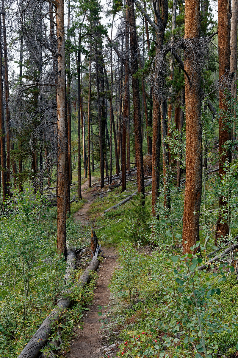 Roaring Creek Trail · Featured Route | COTREX