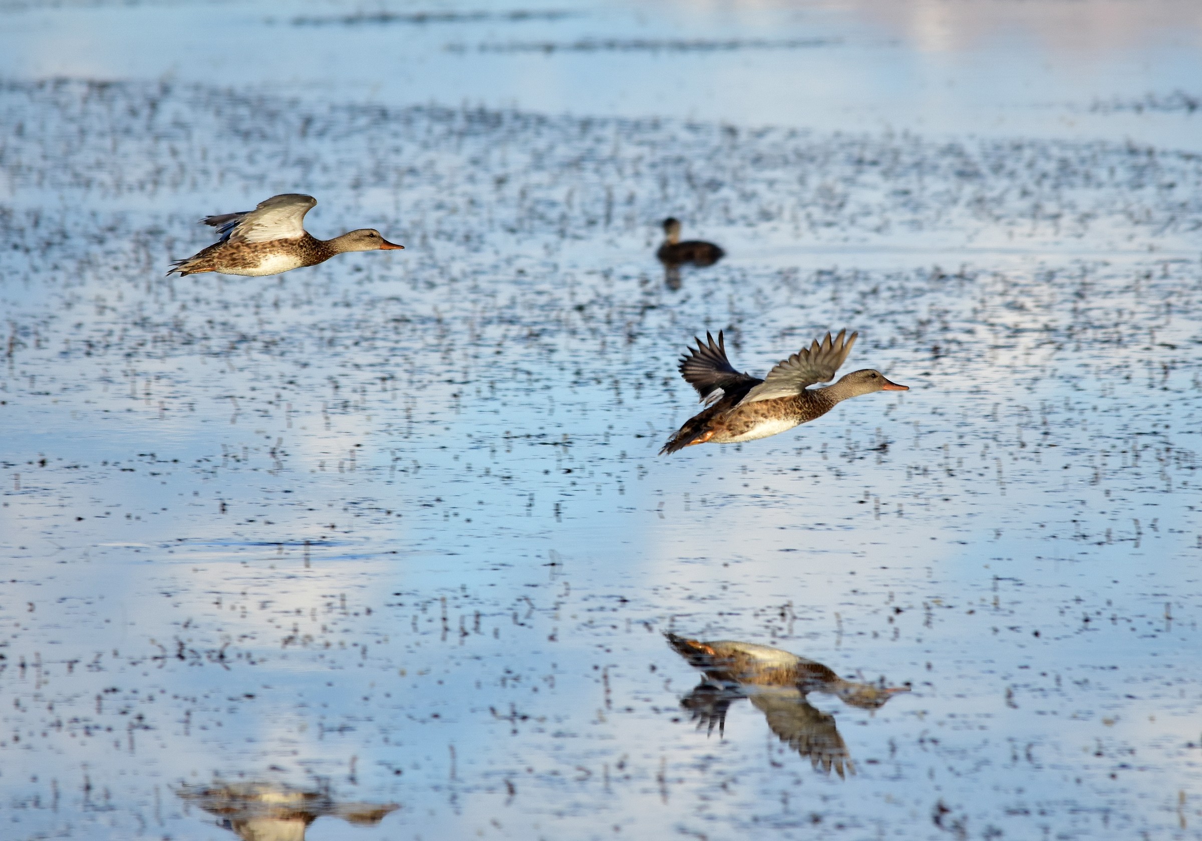 Moose-Goose Nature Loop · Featured Route | COTREX