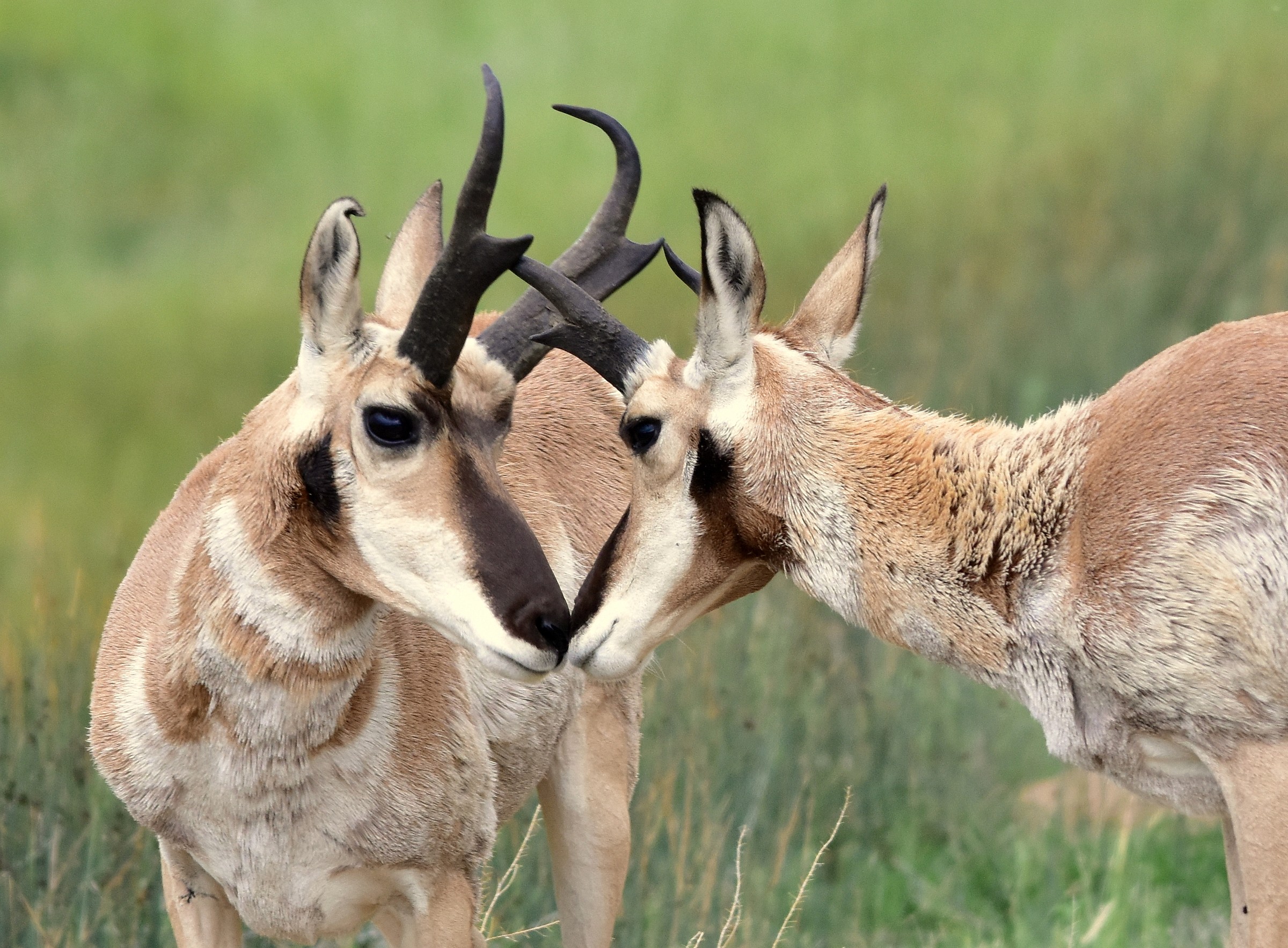 Moose-Goose Nature Loop · Featured Route | COTREX