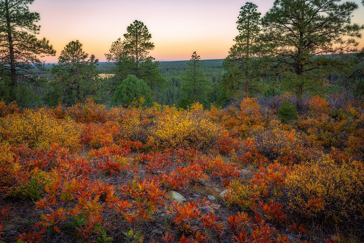 Black Bear Loop Trail · Featured Route | COTREX