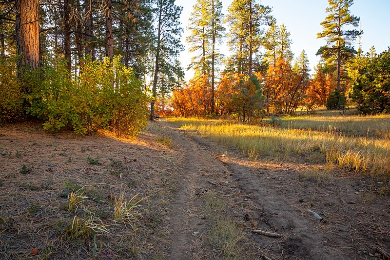 Black Bear Loop Trail · Featured Route | COTREX