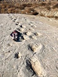 Picket Wire Canyon Dinosaur Tracksite · Featured Route | COTREX